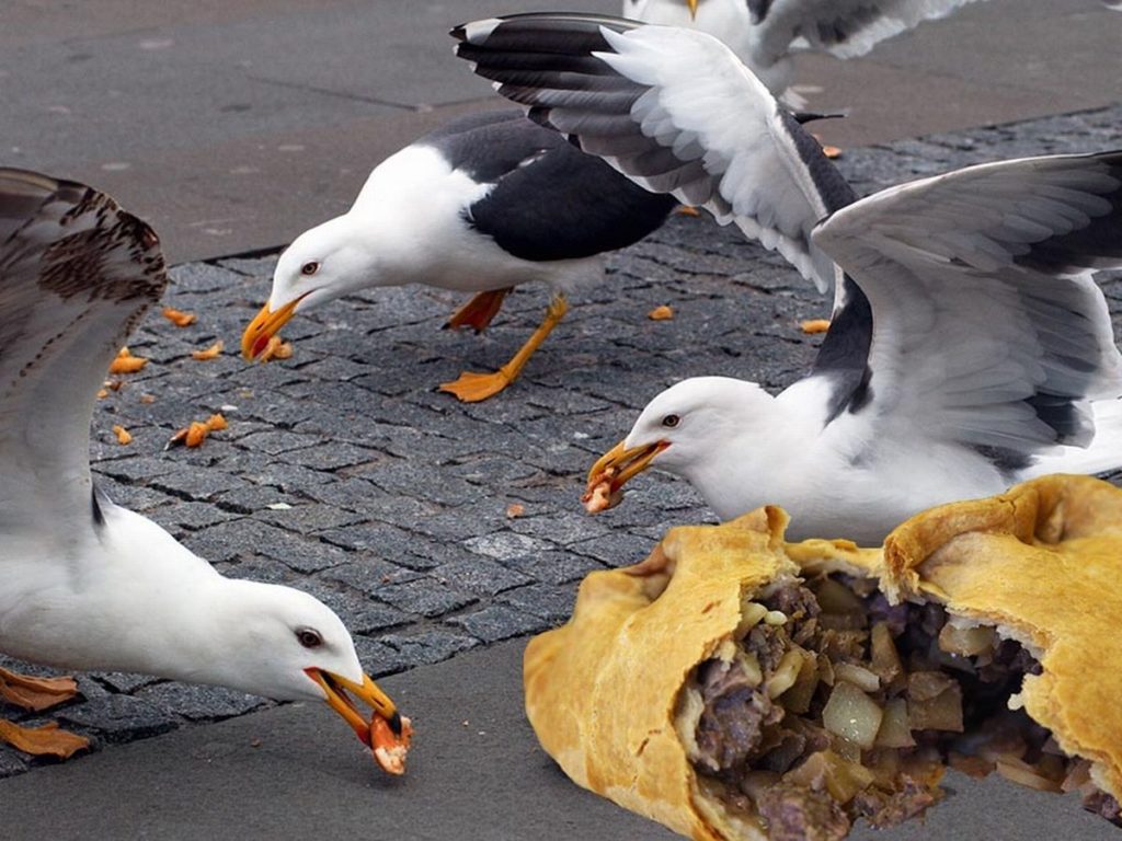 Can You Eat Seagulls? All You Need To Know! - Best Electric Skillet Guide